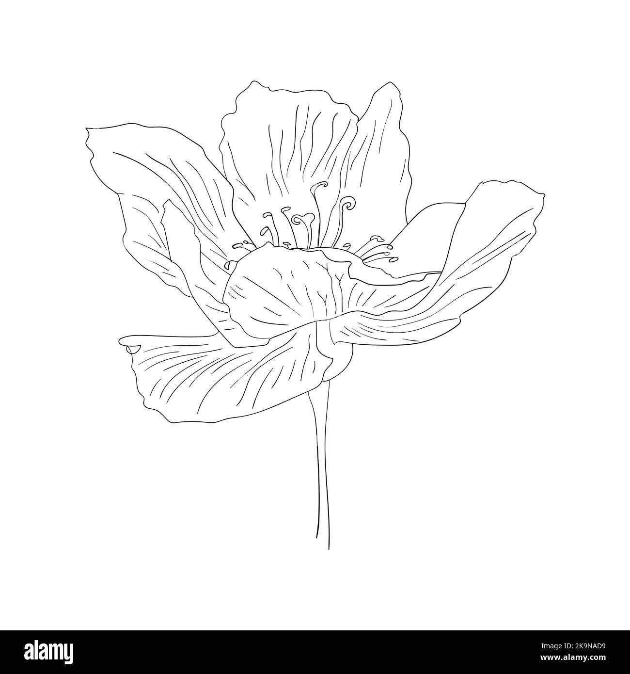 Belle fleur esquissée sur fond blanc. Illustration vectorielle. Élément ...