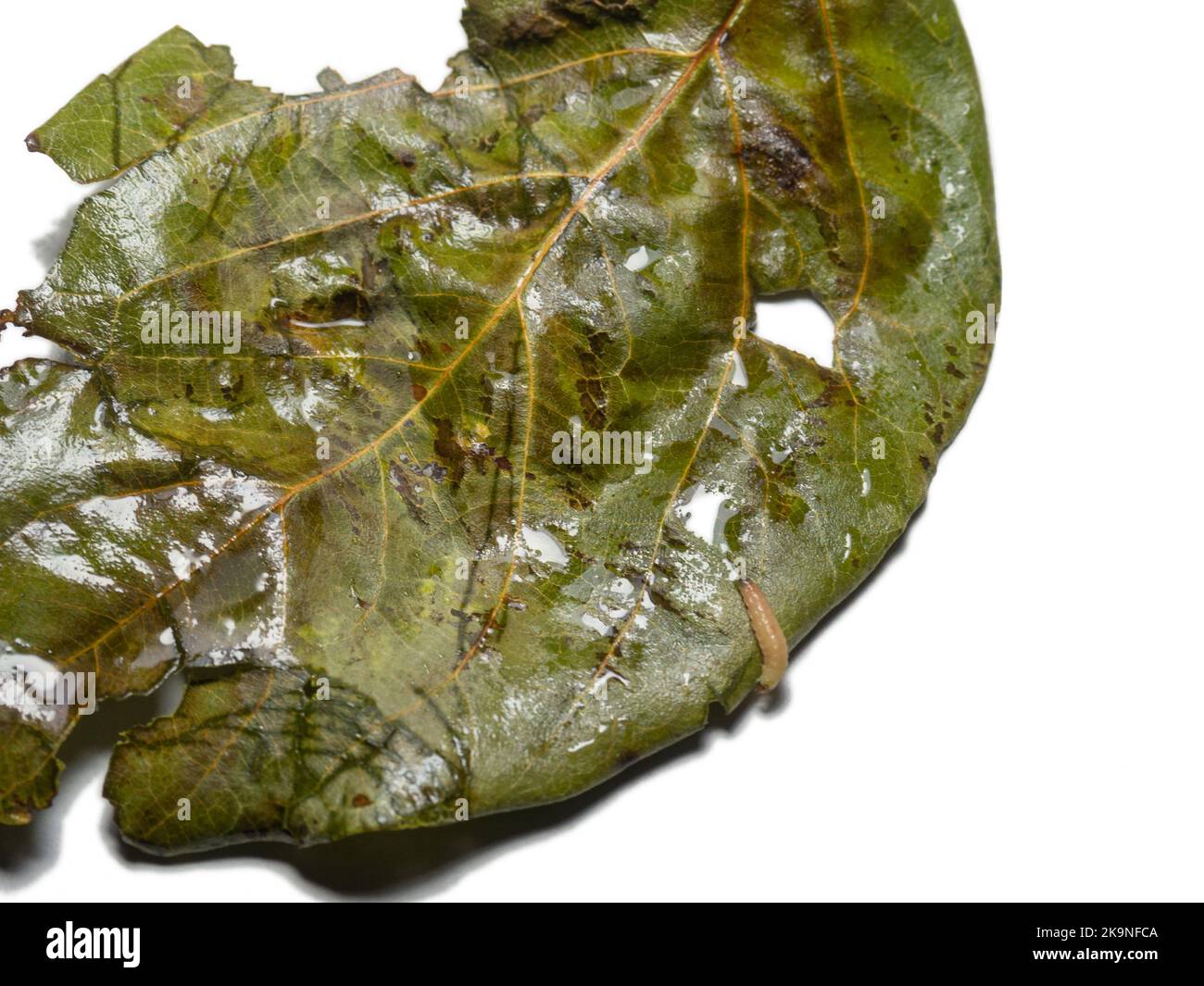Feuille de coing avec un ver. Feuillage gâté sur fond blanc. Coing avec ...