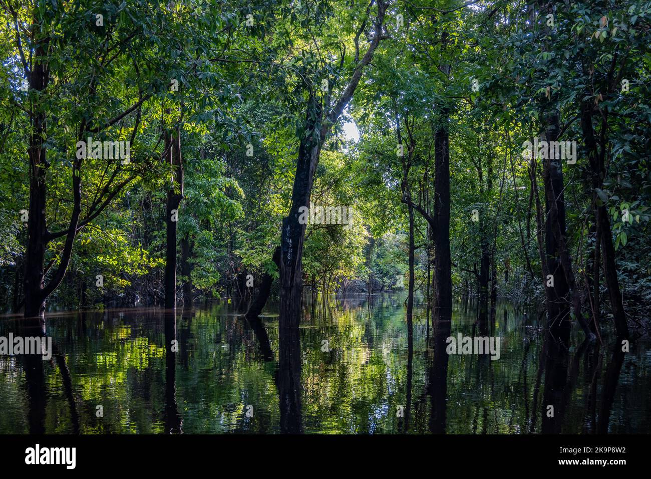 Grands arbres dans la forêt de várzea, forêt inondée en saison le long ...