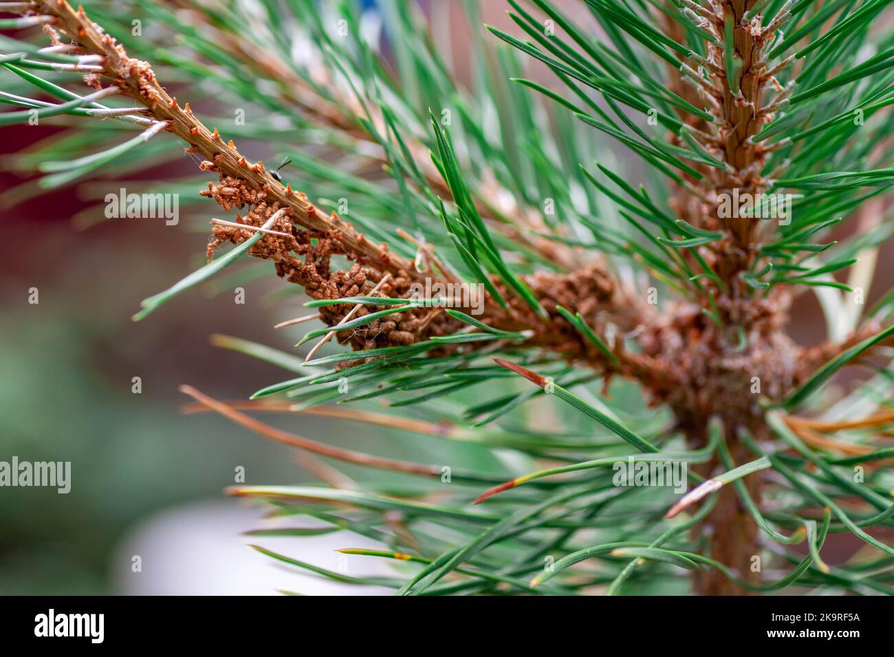 Maladies des conifères - parasites de la scléroderriose du bois de pin ...
