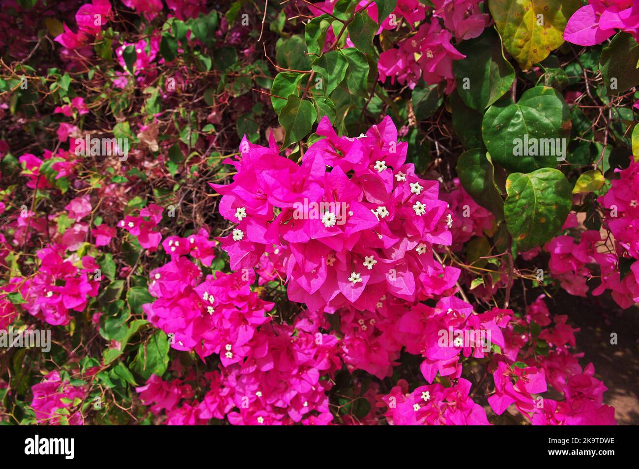 Baobab tree flowers Banque de photographies et d’images à haute ...
