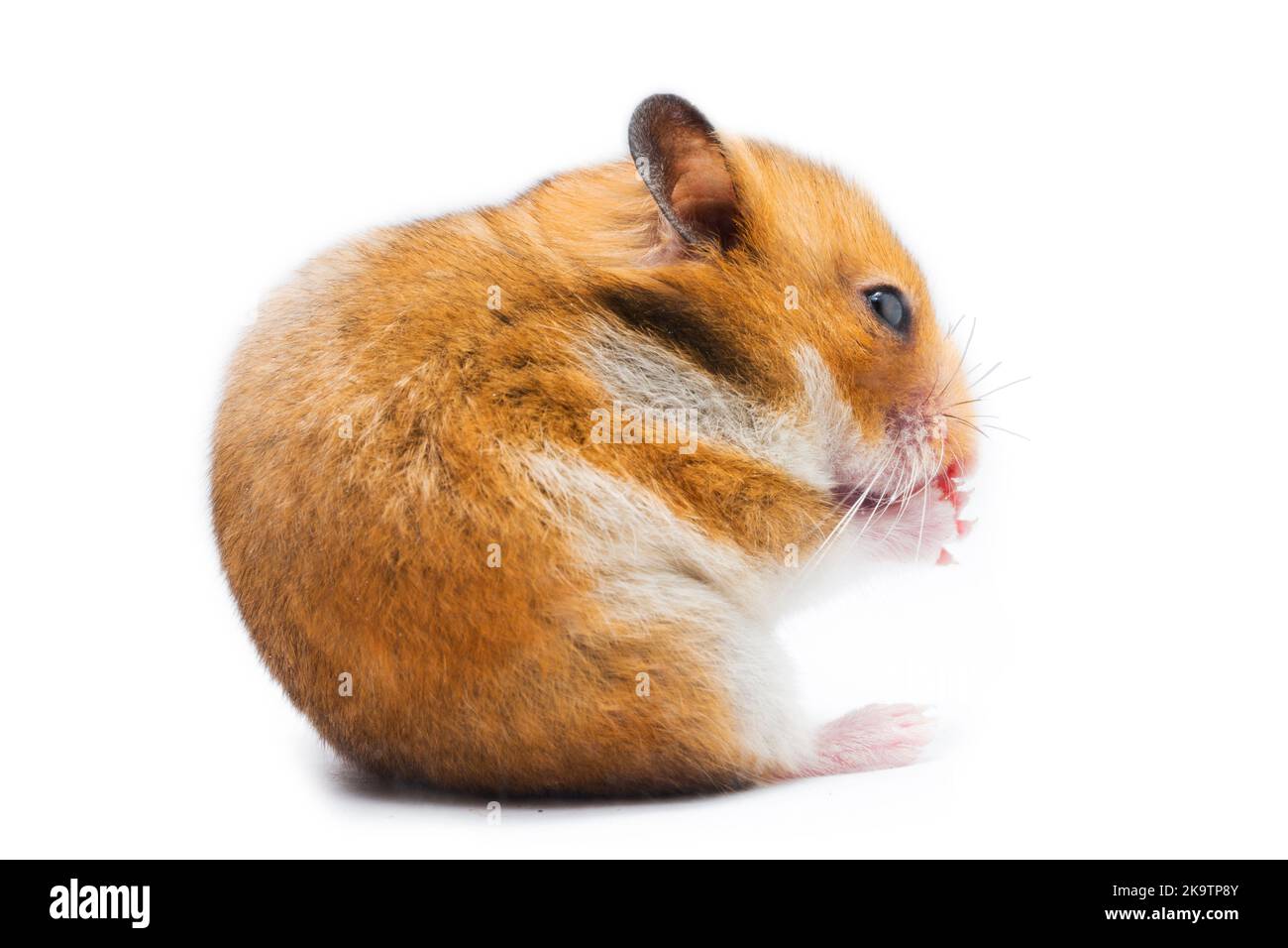 Domestic golden hamster mesocricetus auratus Banque de photographies et ...