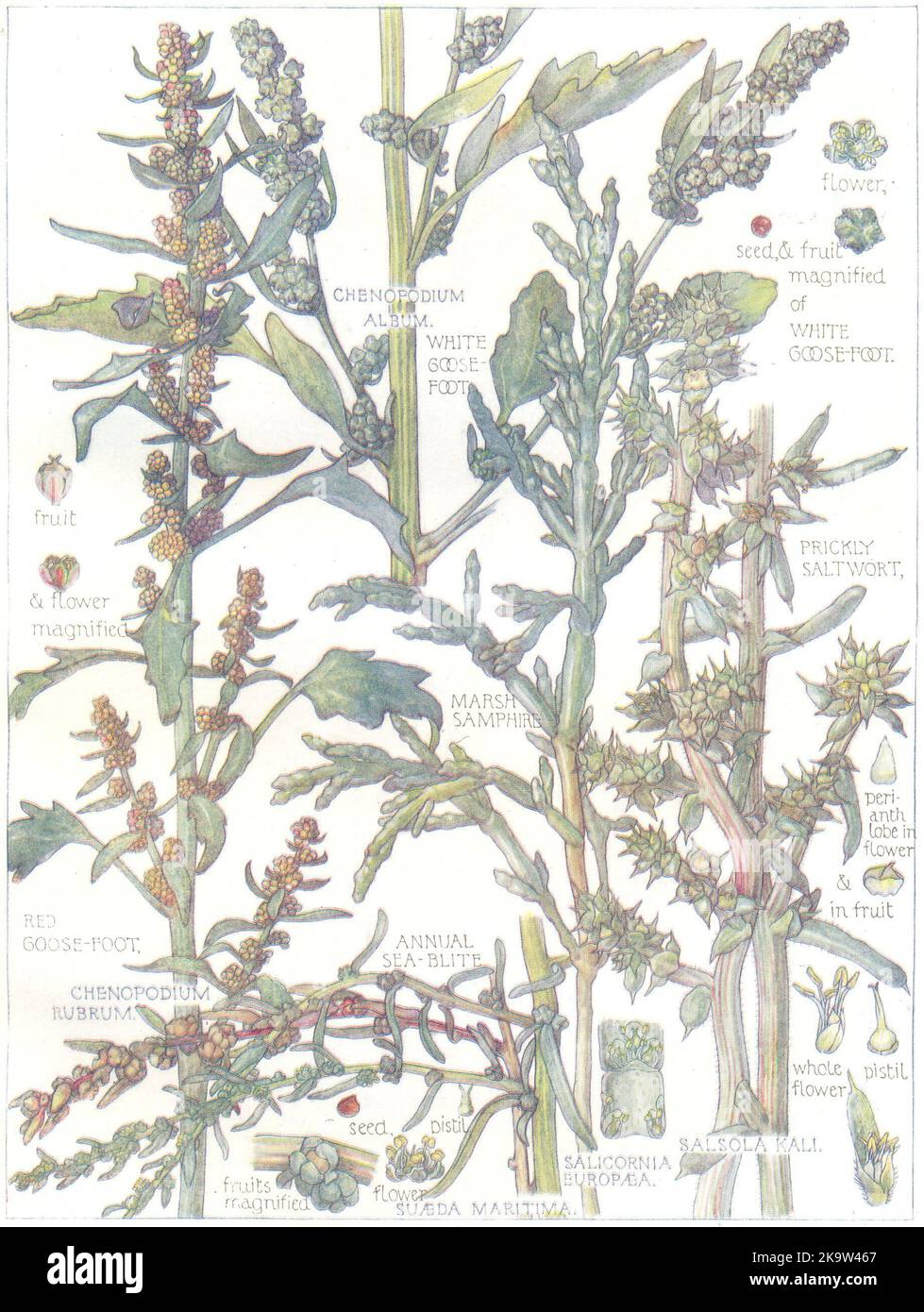 PIED D'OIE. Blanc, roseau; Prackly Saltwort; Marsh Samphir; année Sea ...