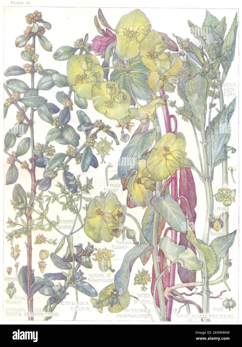 Chiens fleurs de mercure Banque d'images détourées - Alamy