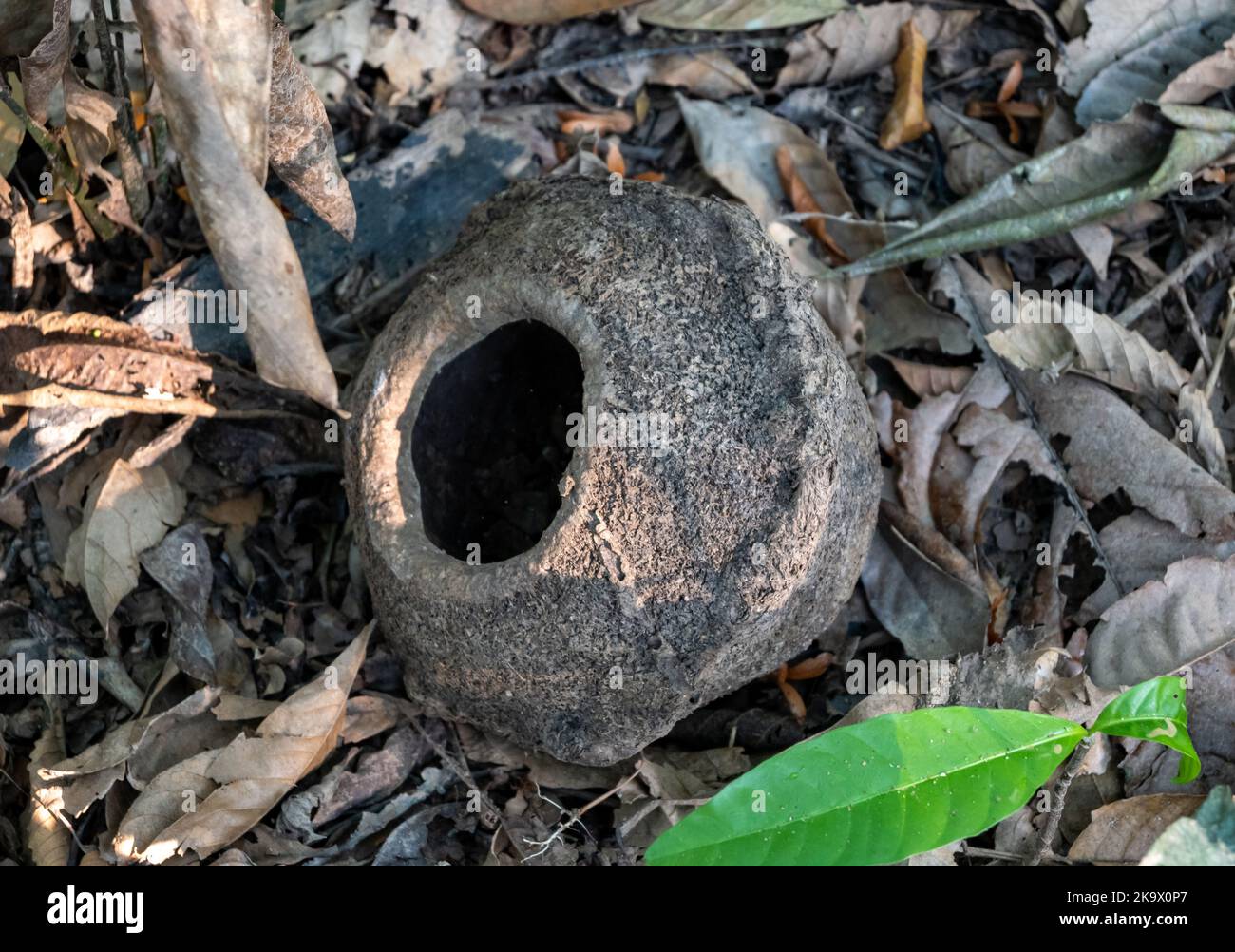Sapucaia nut Banque de photographies et d’images à haute résolution - Alamy