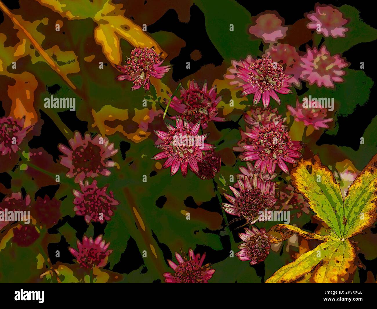 Illustration de gros plan des fleurs rouges sombres de la plante ...