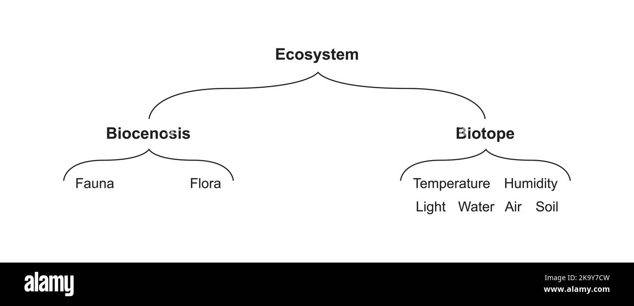 Conception scientifique des composants de l'écosystème. Biocénose et ...