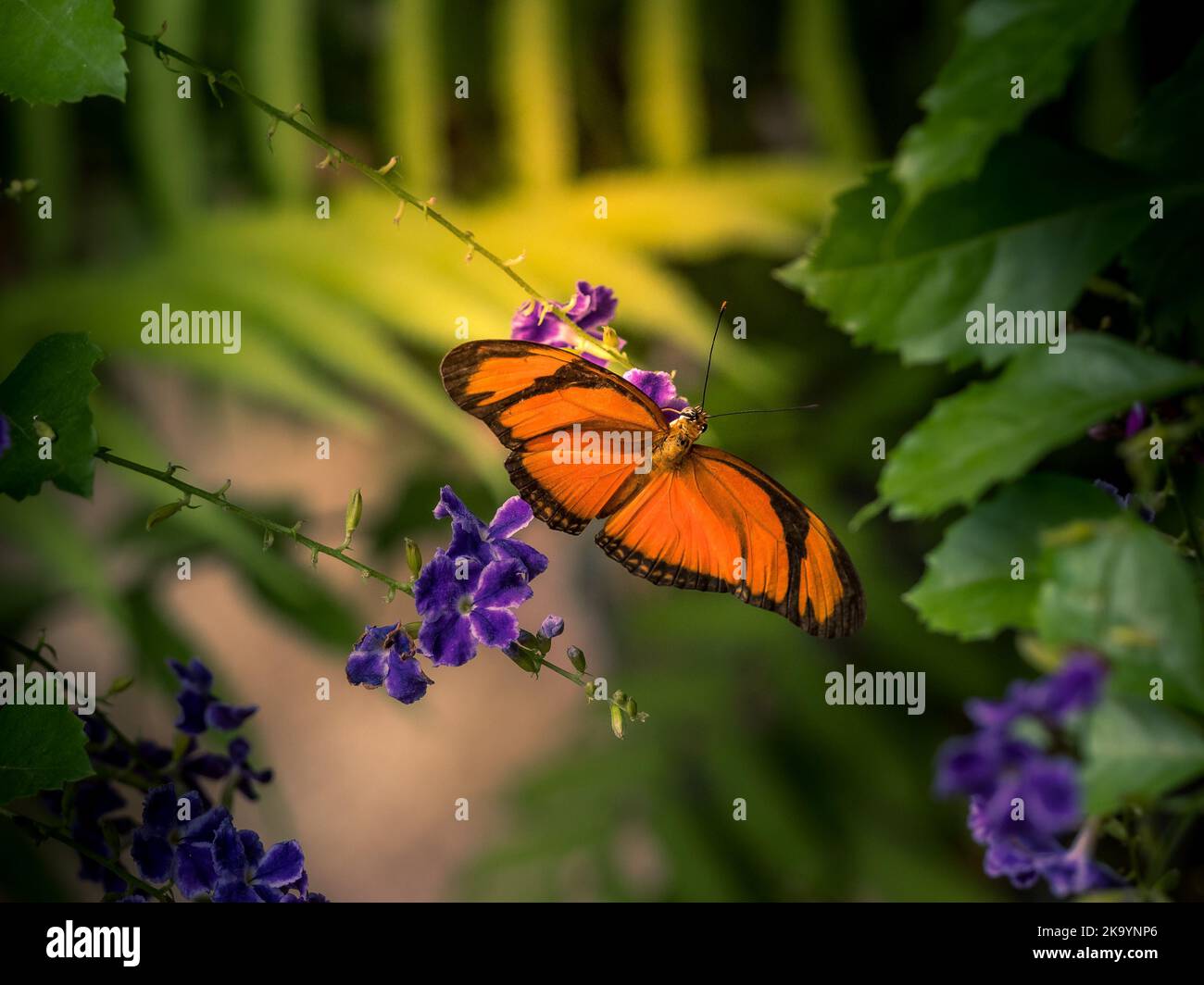 Beaucoup de papillons tropicaux Banque de photographies et d’images à ...