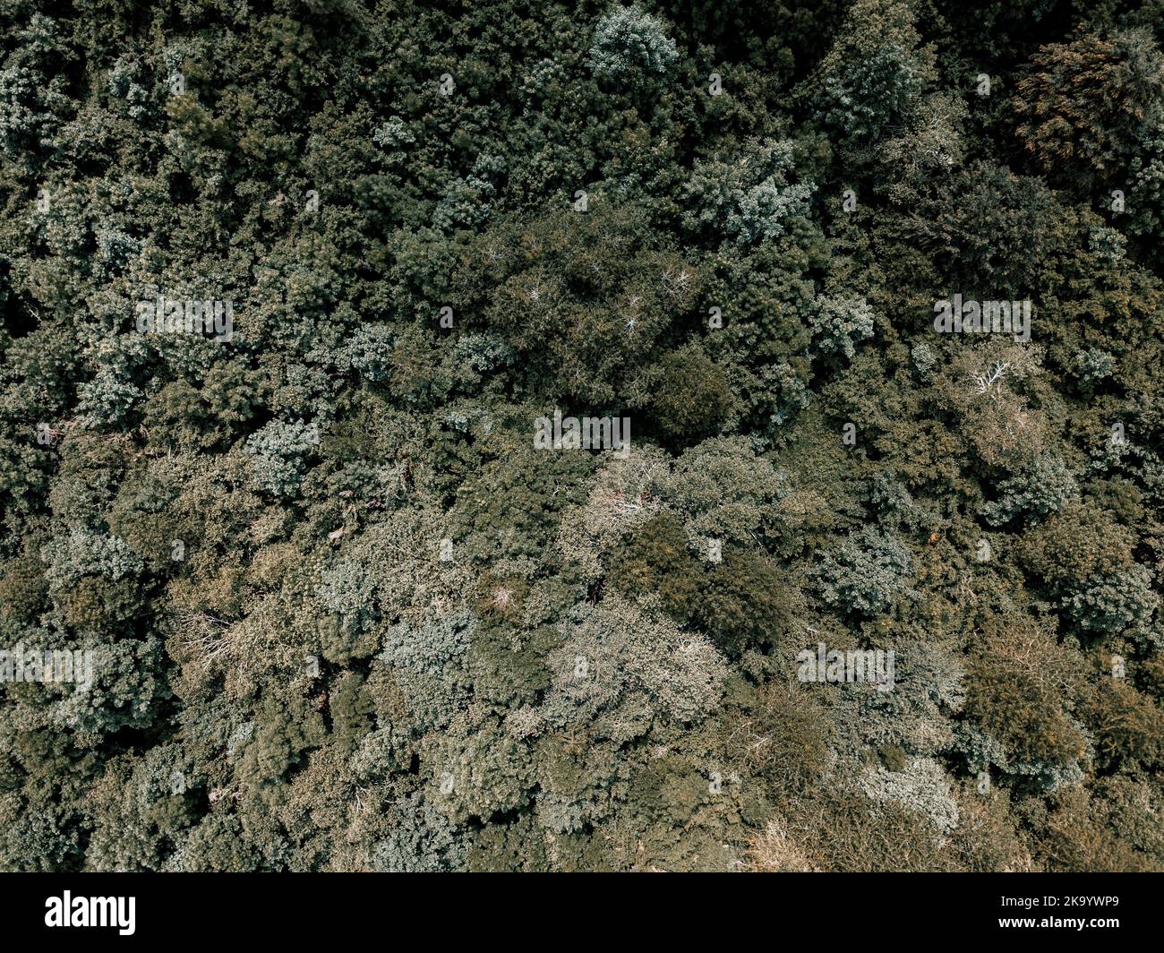 Poumon de terre verte Banque de photographies et d’images à haute ...