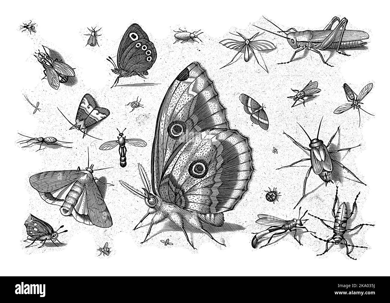 Quelles sont les différents insectes Banque d'images noir et blanc - Alamy