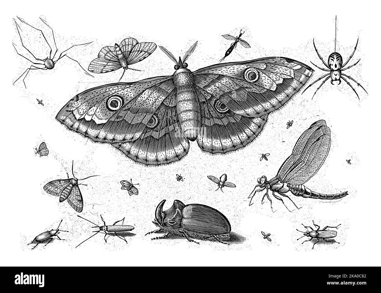 Quelles sont les différents insectes Banque de photographies et d ...
