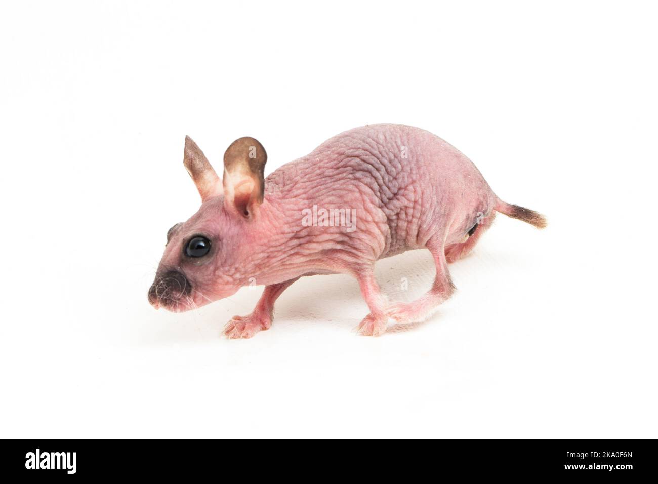 Rat blanc sans poil Banque de photographies et d’images à haute ...