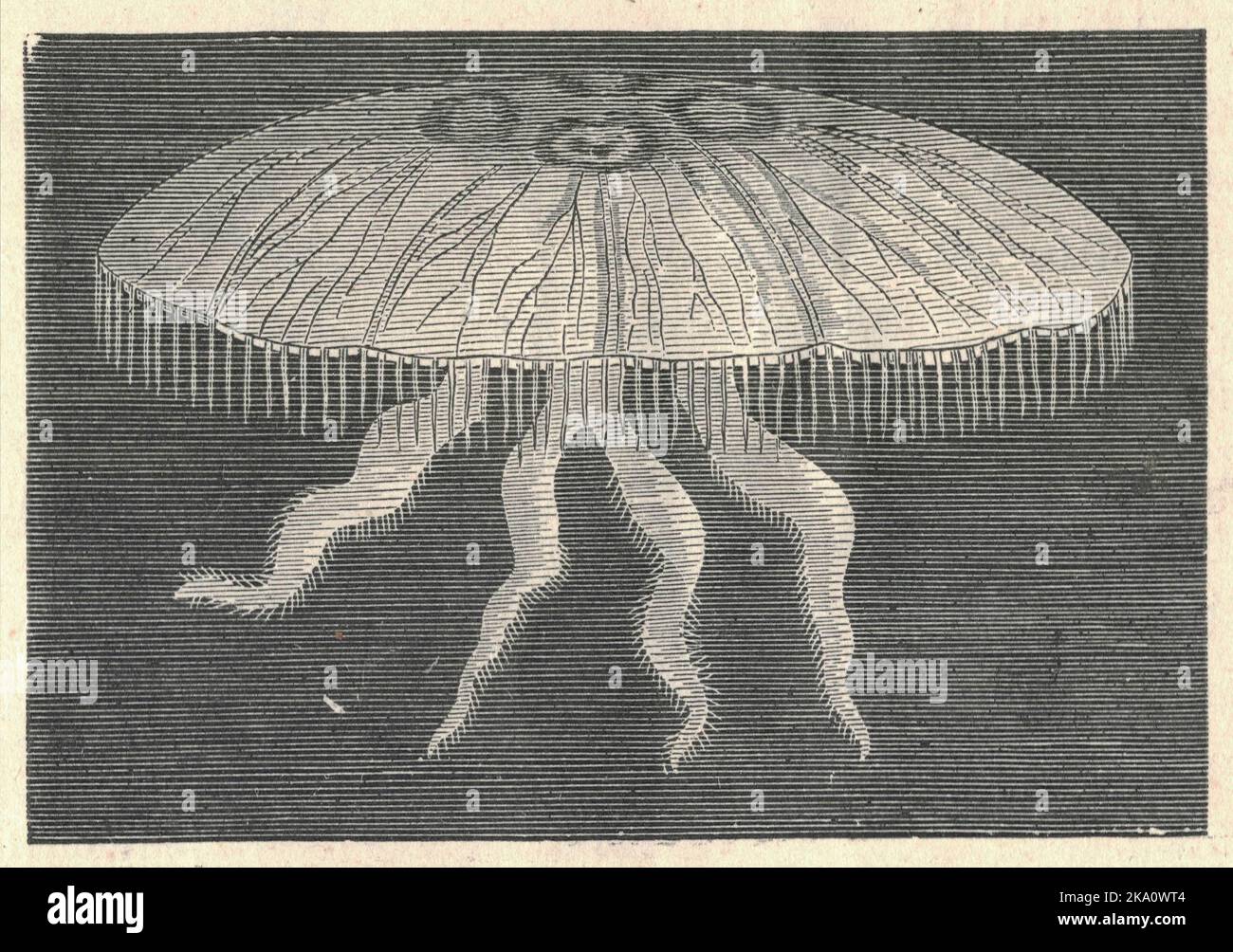 Illustration antique gravée du méduse commun. Illustration vintage de ...