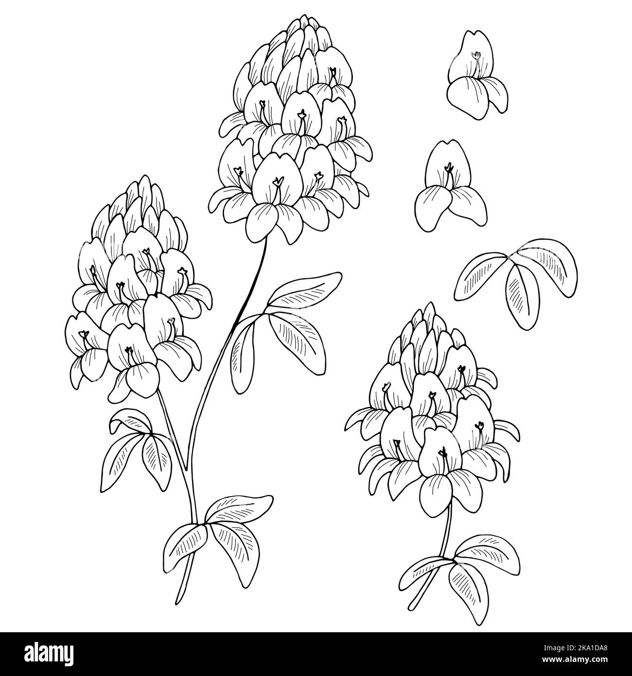 Feuille de luzerne Banque d'images vectorielles - Alamy