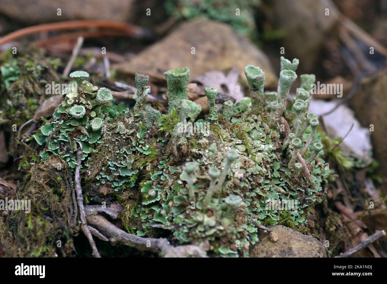 Cladonia fimbriata, le lichen de la trompette, Cladoniaceae. Une plante ...