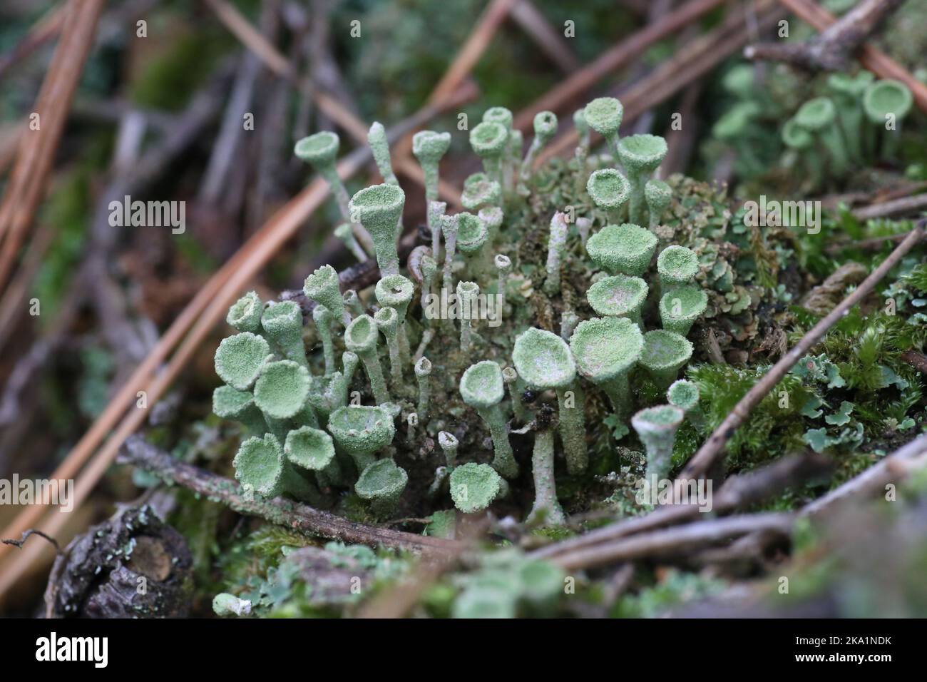 Cladonia fimbriata, le lichen de la trompette, Cladoniaceae. Une plante ...