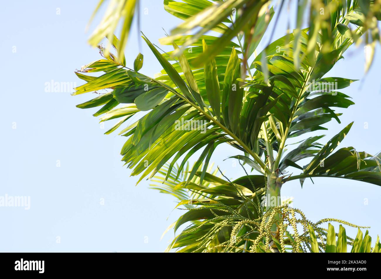 Arecaceae palmaceae Banque de photographies et d’images à haute ...