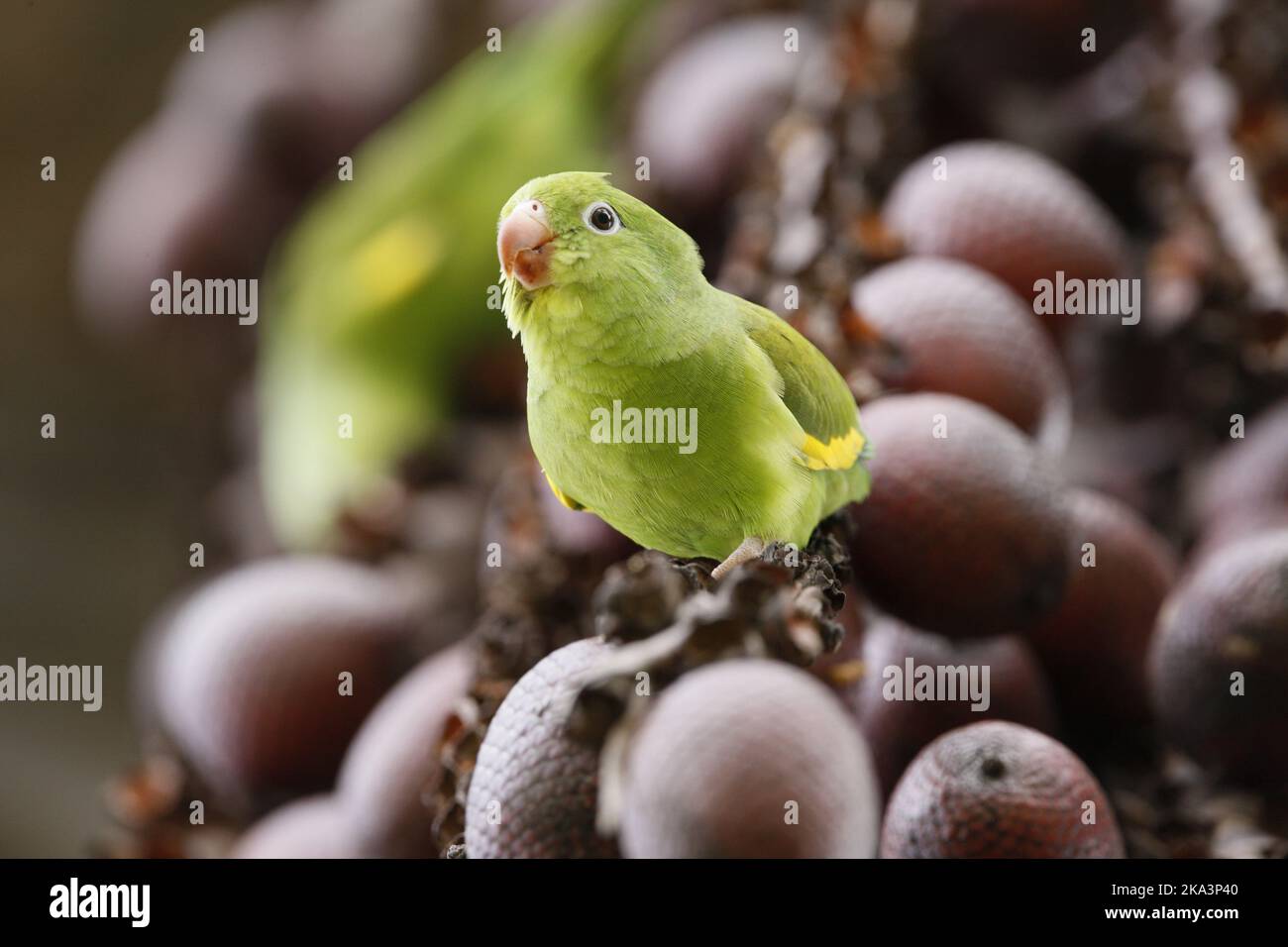Fruit de buriti Banque de photographies et d’images à haute résolution ...