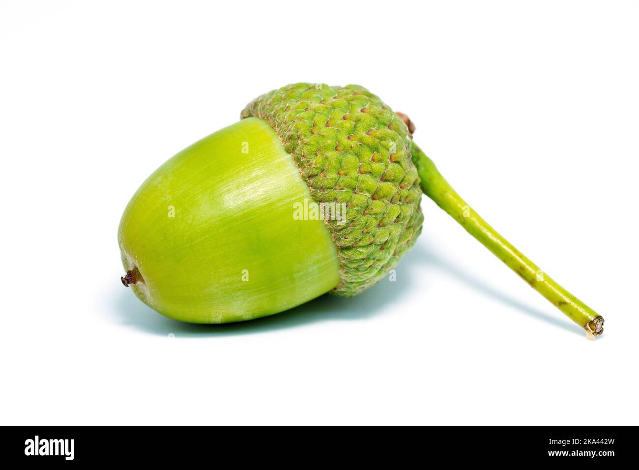 Fruit gland Banque de photographies et d’images à haute résolution - Alamy