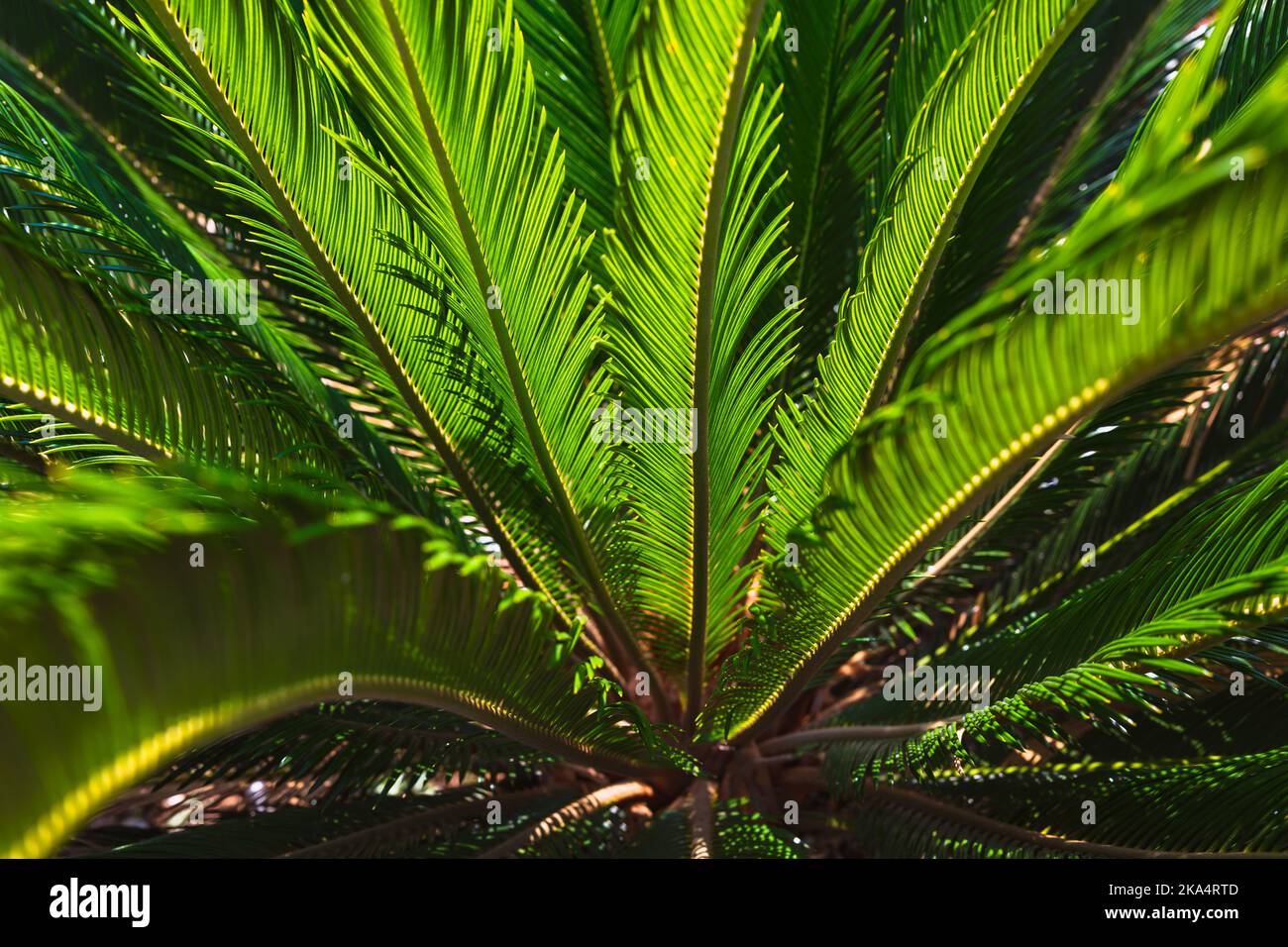 Feuilles de palmier ou de cycas Revoluta de sagou. Plantes décoratives ...
