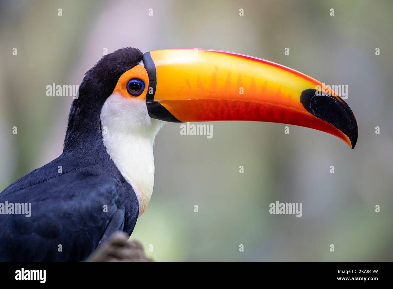 Le toco toucan (Ramphastos toco) est l'espèce la plus importante et probablement la plus connue ...