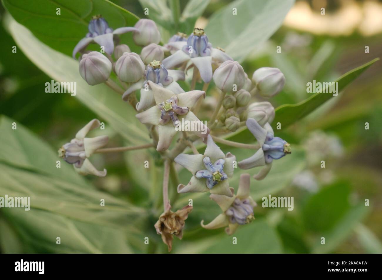 La Couronne, de fleurs en fleurs, de l'Asclépiade géant Calotropis ...