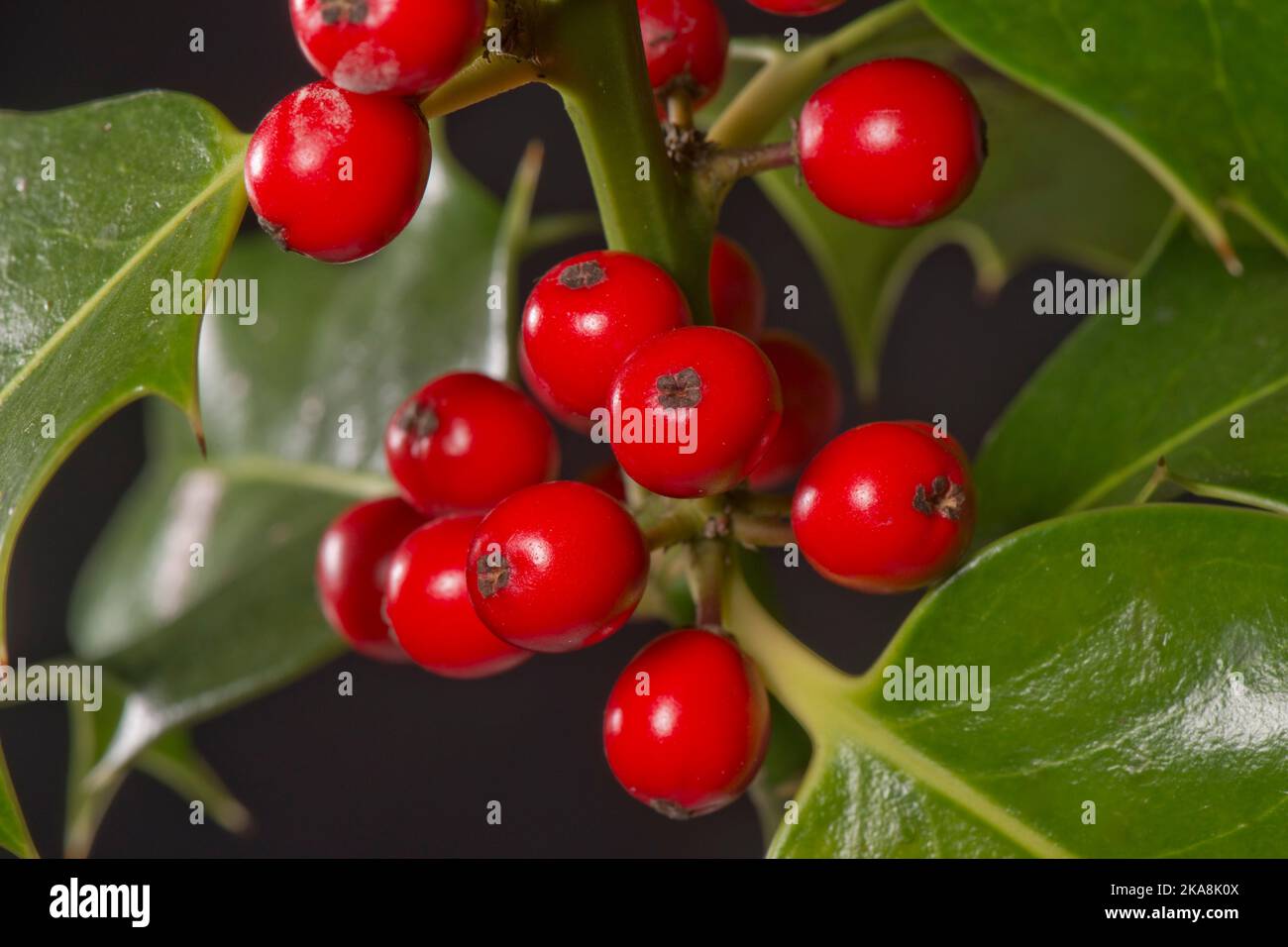 Baies de houx rouge mûr (Ilex aquafolium) parmi les feuilles les plus ...