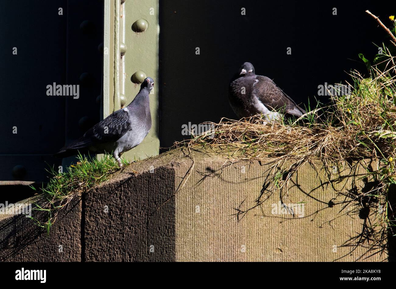 Pigeon biset nid Banque de photographies et d’images à haute résolution ...