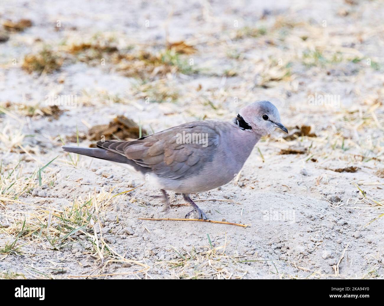 Colombe africaine à collier Banque de photographies et d’images à haute ...