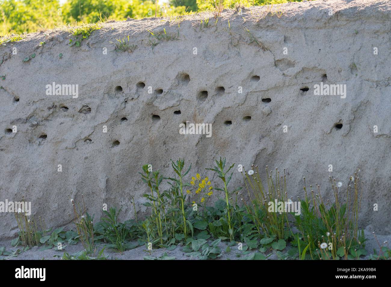 Un banc de sable, une colline sablonneuse avec des trous où la banque ...