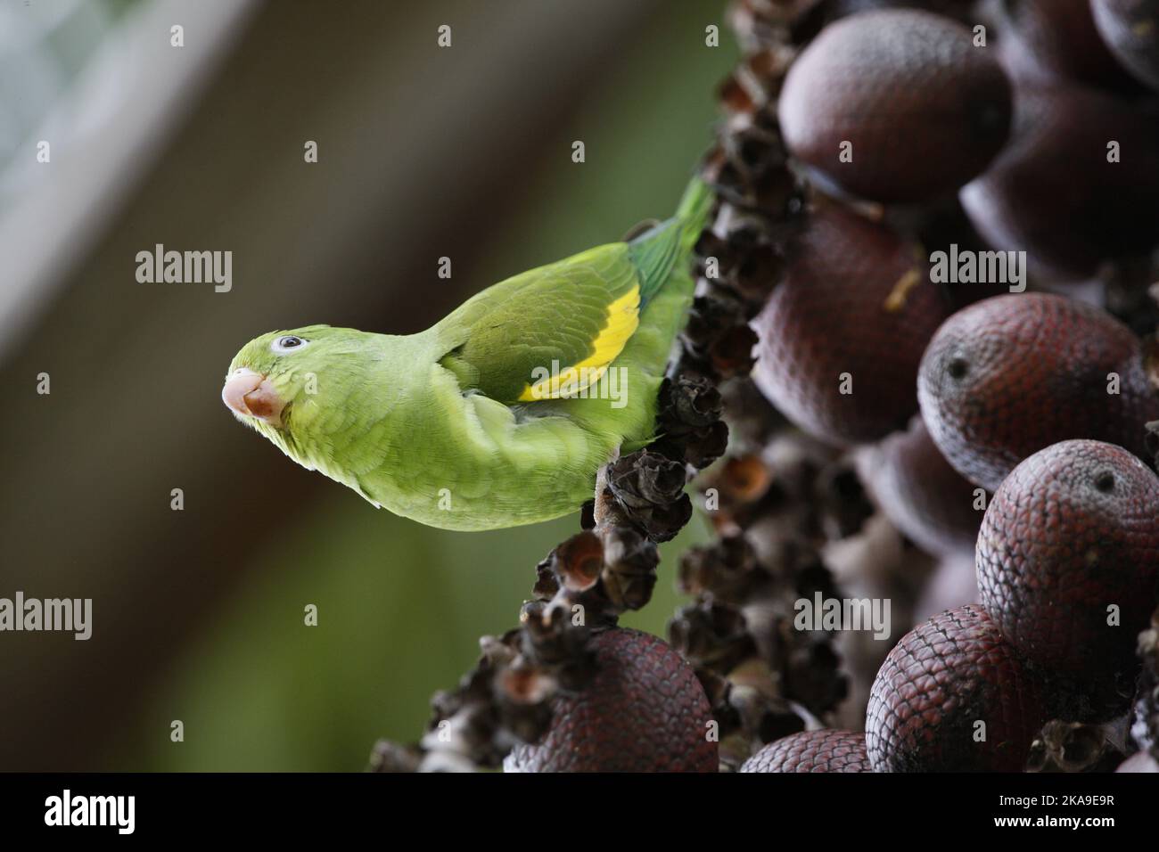 Fruit de buriti Banque de photographies et d’images à haute résolution ...