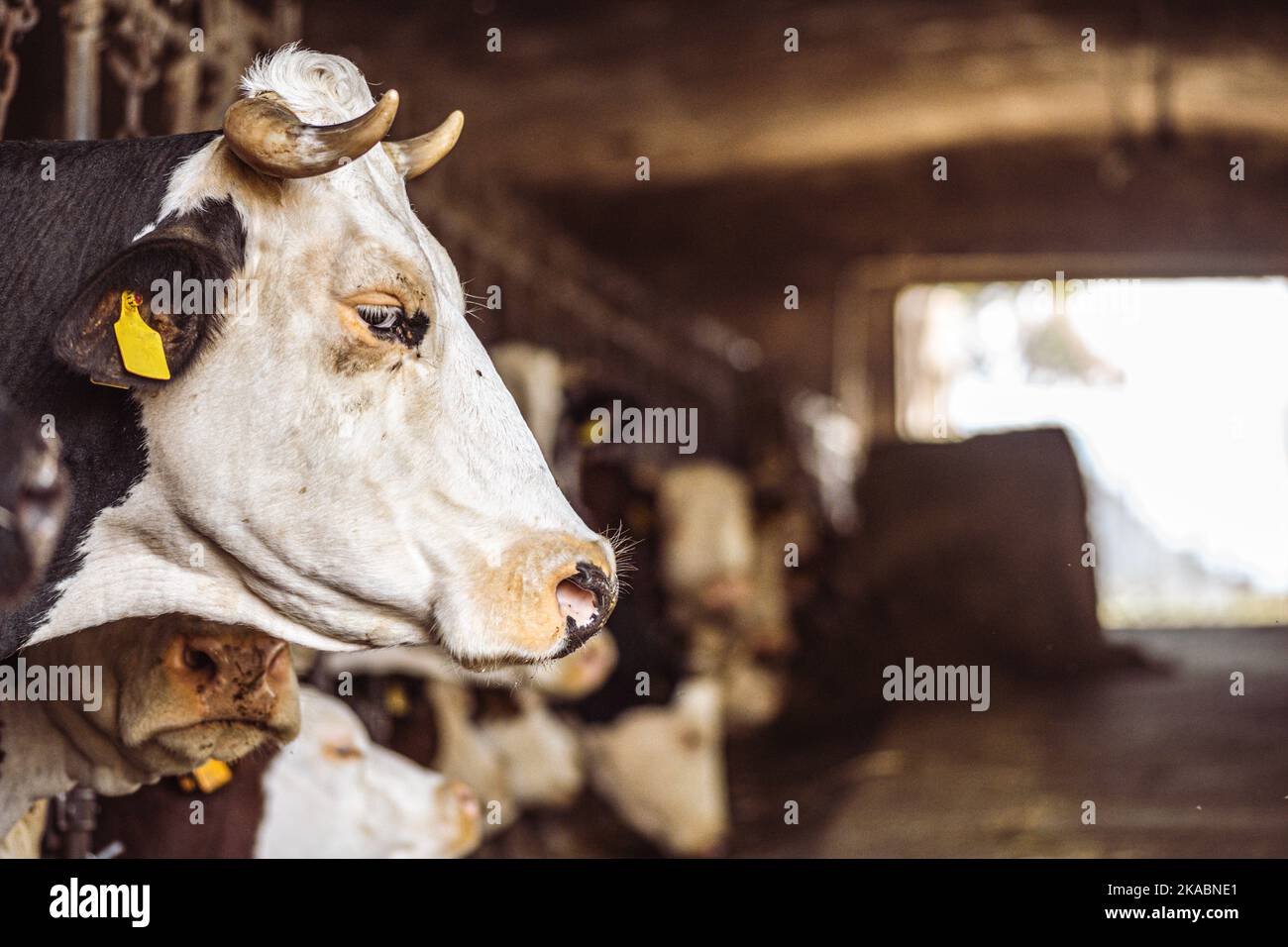 Élevage intensif de vaches dans une rangée exploitée pour la production ...