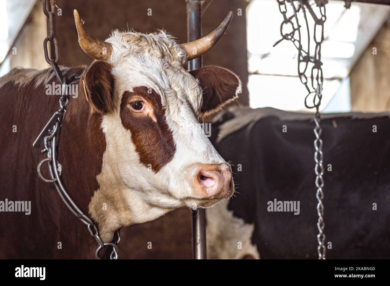 Élevage intensif de vaches dans une rangée exploitée pour la production ...