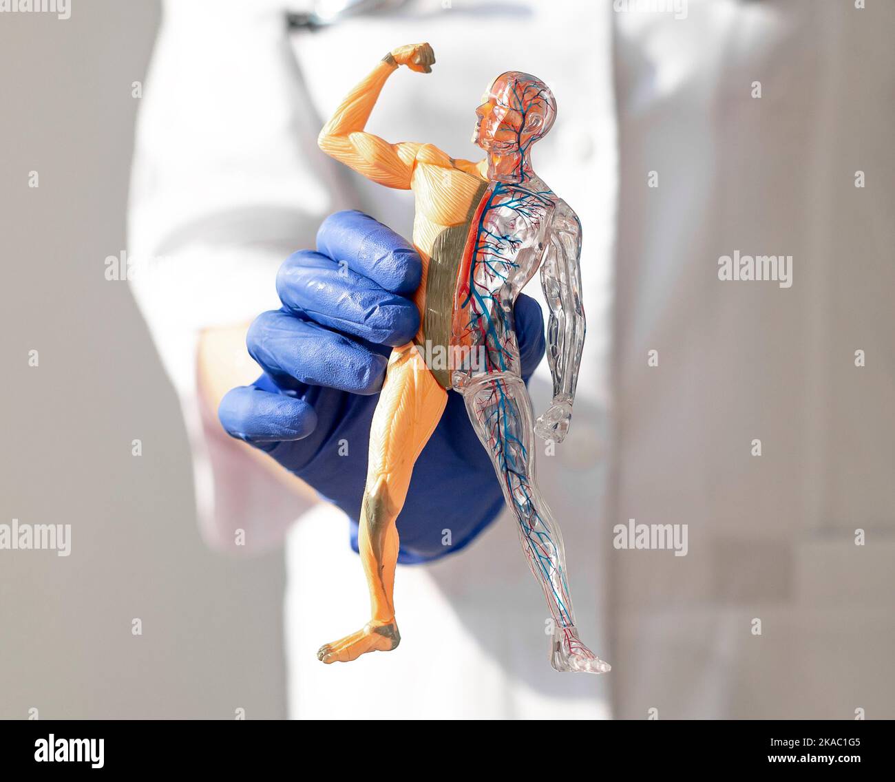 Mains tenant corps humain sans peau modèle 3D. Système circulatoire et ...