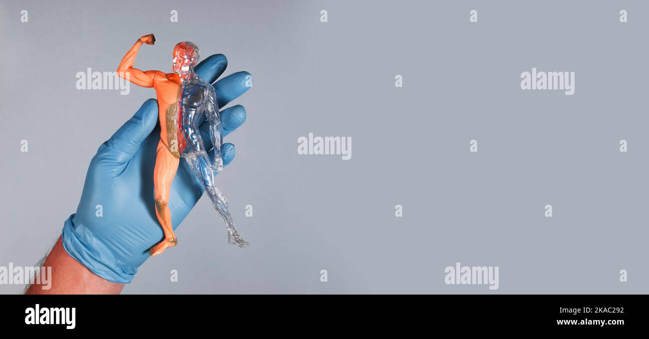 Modèle de corps humain Banque de photographies et d’images à haute ...