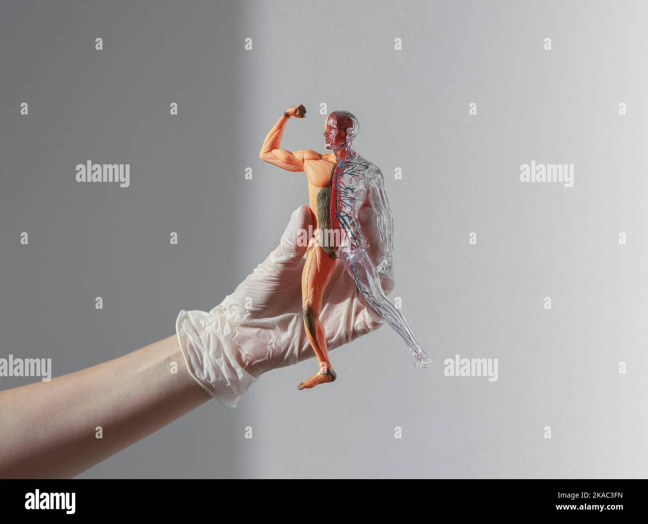 Mains tenant corps humain sans peau modèle 3D avec sang circulatoire et ...