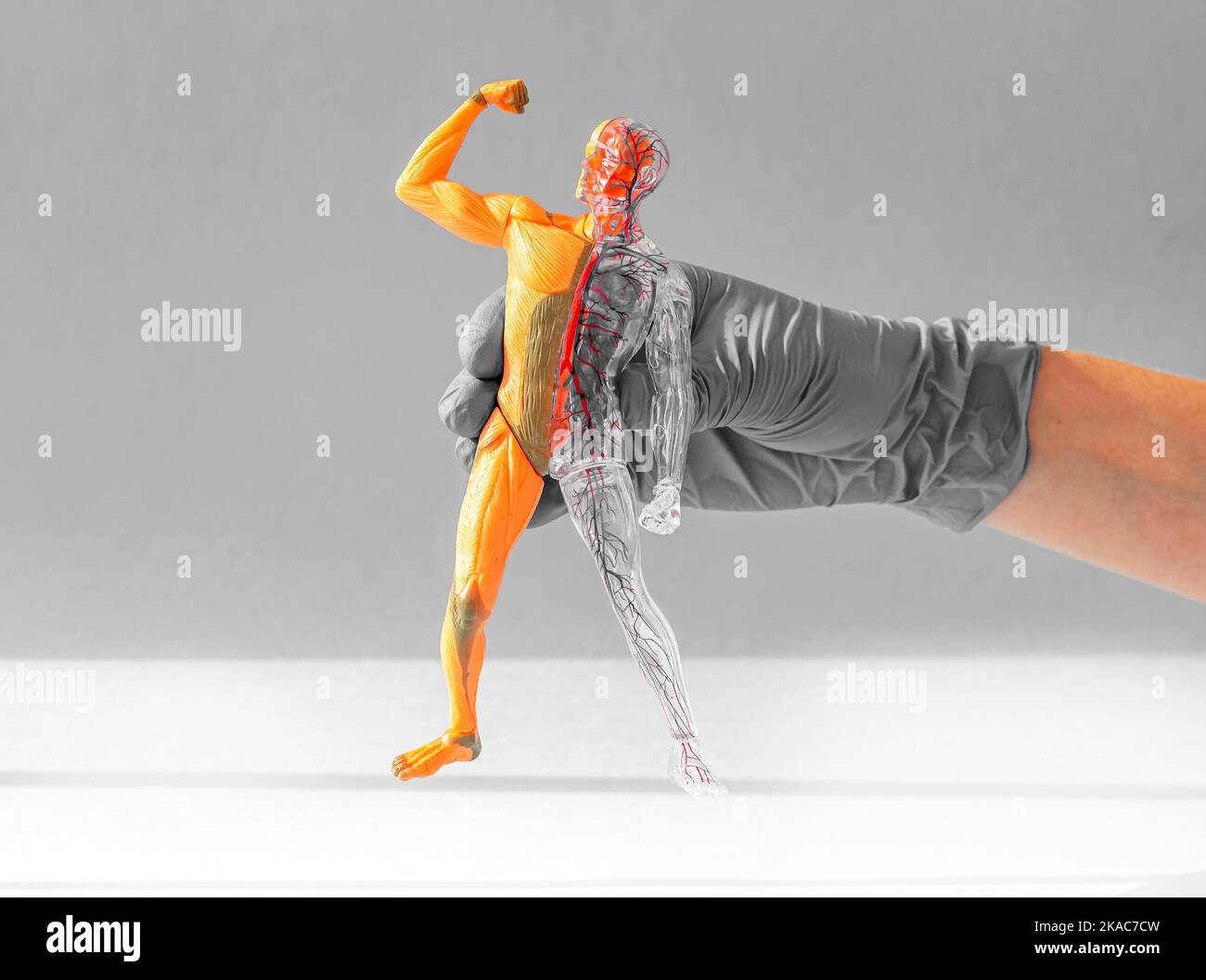 Corps humain modèle 3D avec des systèmes anatomiques musclés et ...