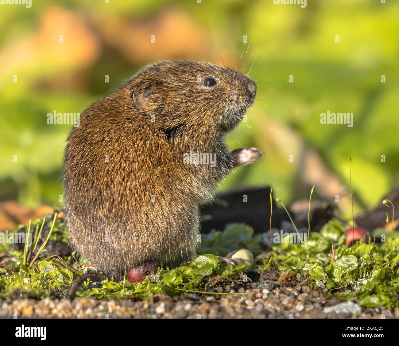 Le campagnol de champ ou le campagnol à queue courte (Microtus agrestis) mangeant des baies dans ...