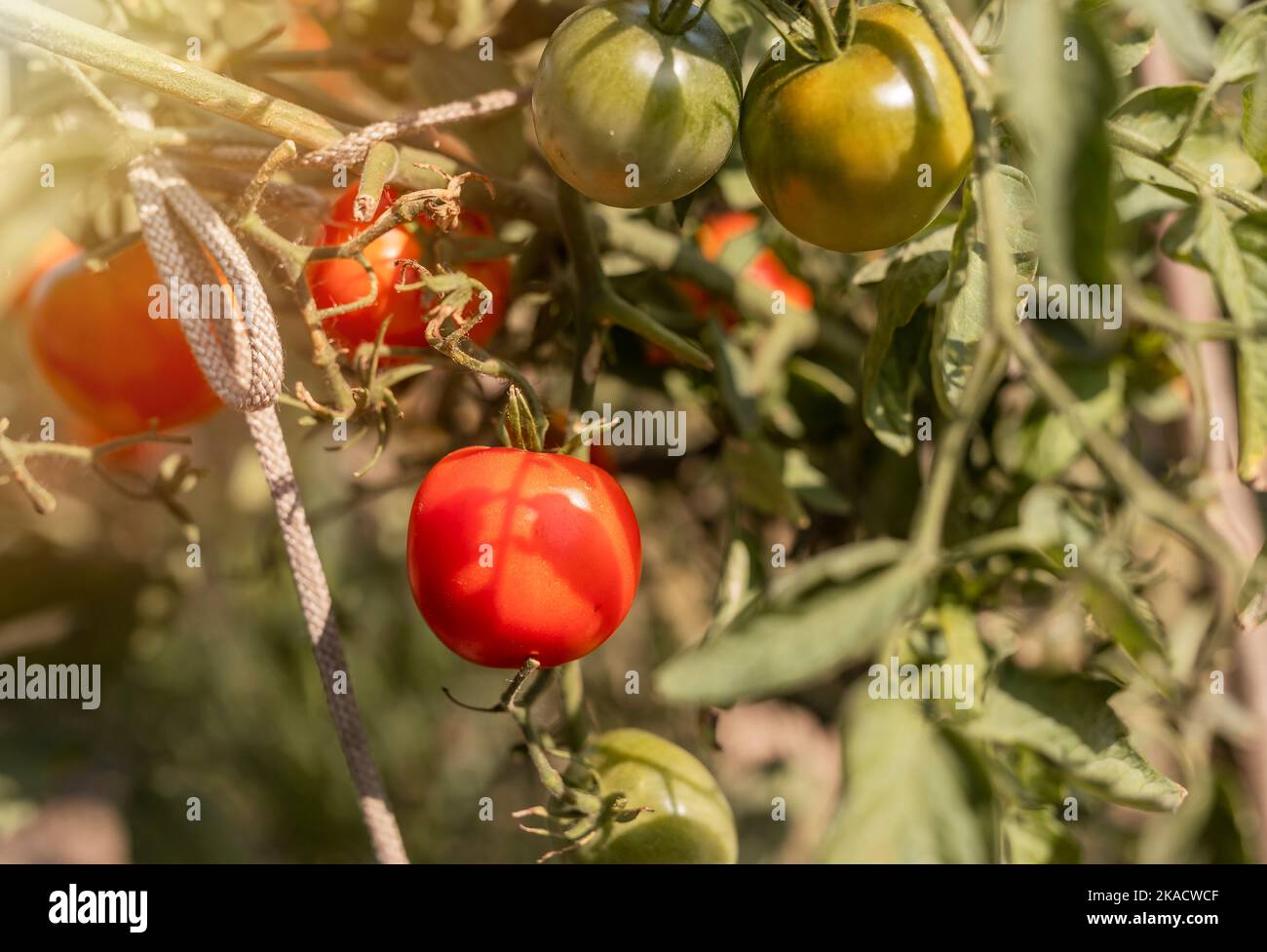 Grosse branche aux fruits rouges Banque de photographies et d’images à ...