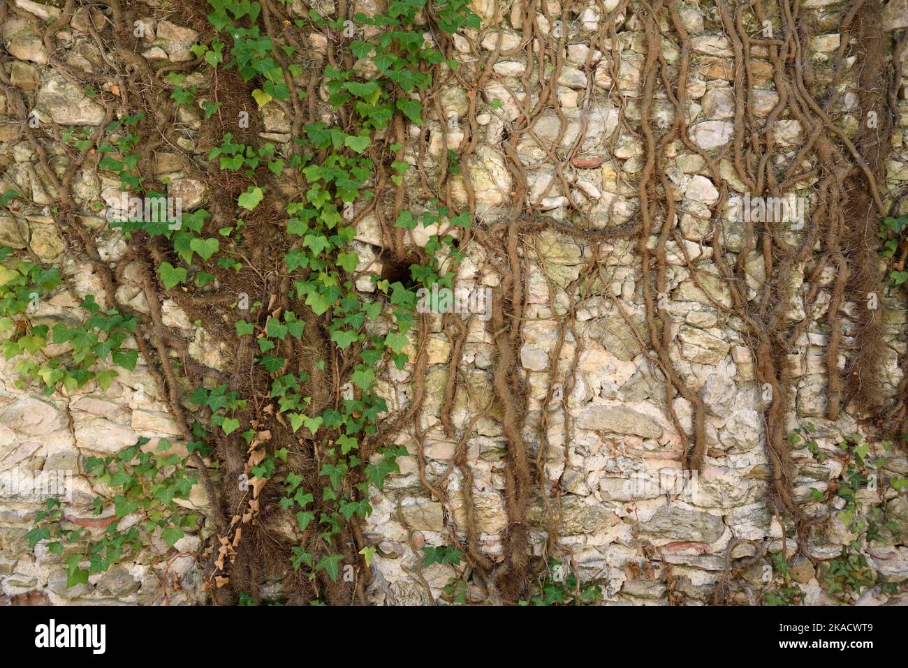 Common ivy hedera helix Banque de photographies et d’images à haute ...