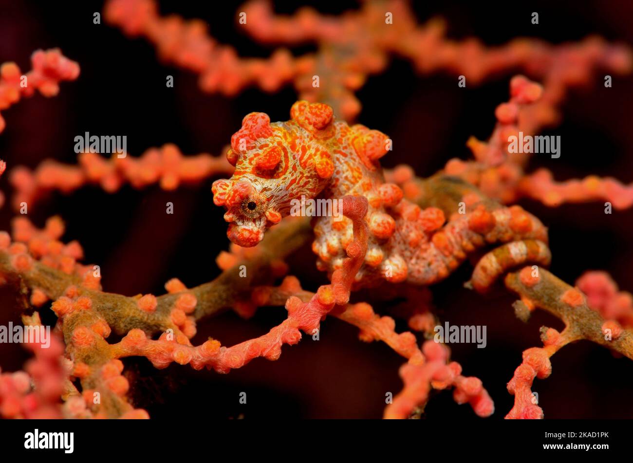 Hippocampe bargibanti, Zwerg-Seepferdchen, Pygmäenseepferdchen ...