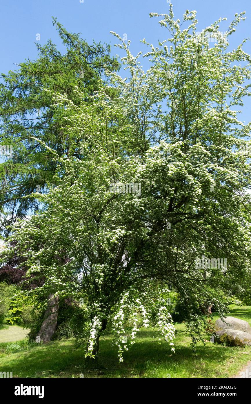 Arbre crataegus Banque de photographies et d’images à haute résolution ...