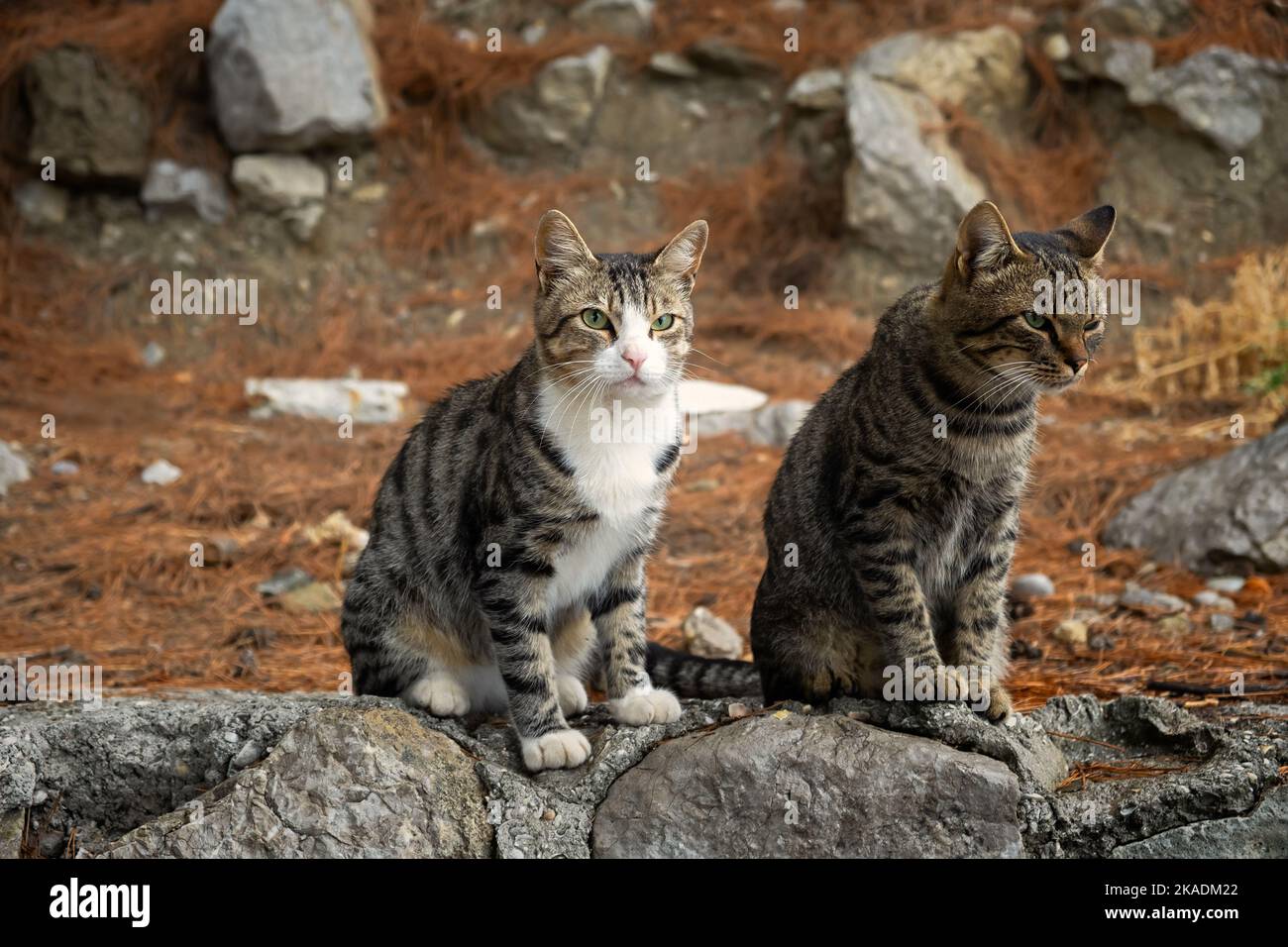 Portraits de deux chats drôles dans le parc. Un chat gris rayé avec des ...