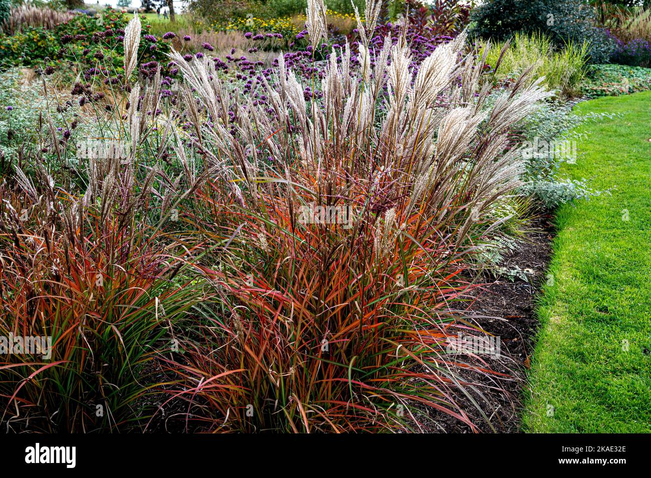 Miscanthus Sinensis, Ferner Osten, herbe ornementale aux teintes ...