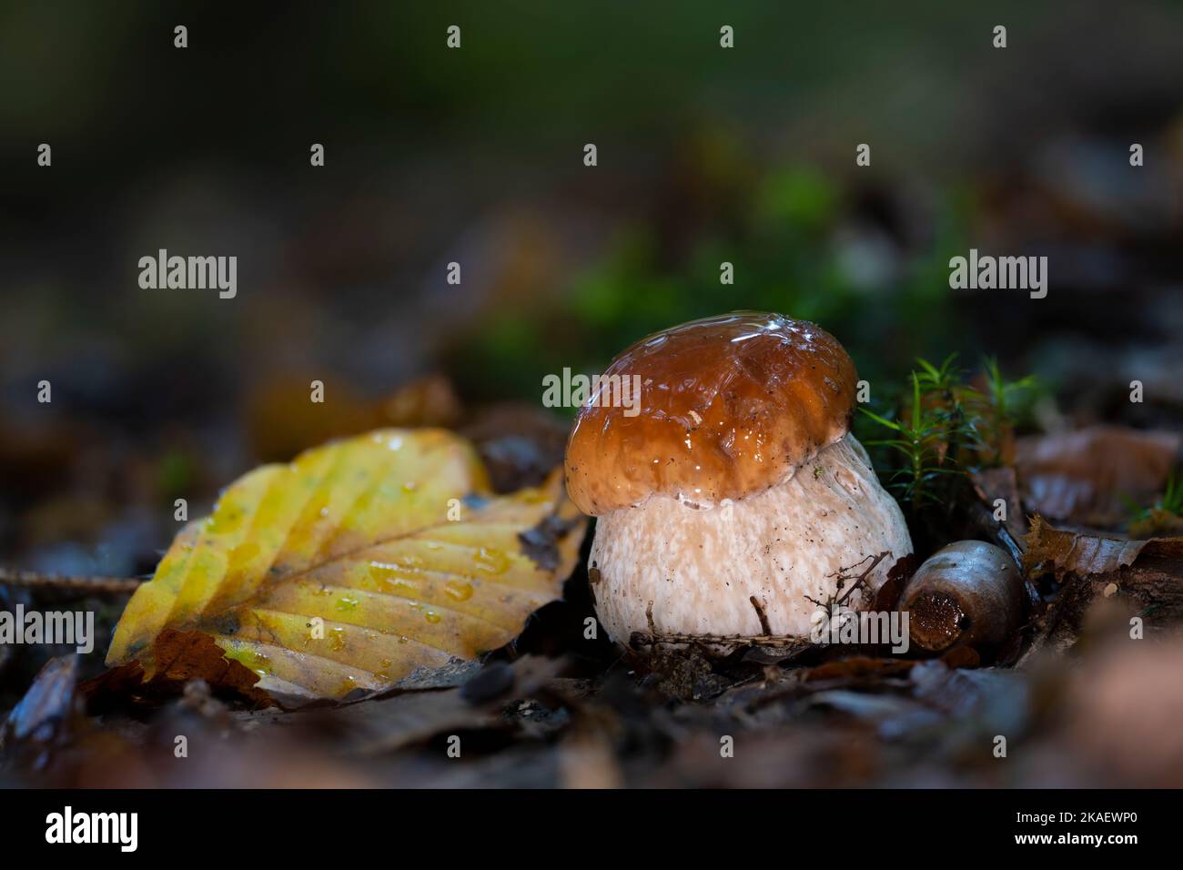 Funghiporcini Banque de photographies et d’images à haute résolution - Alamy