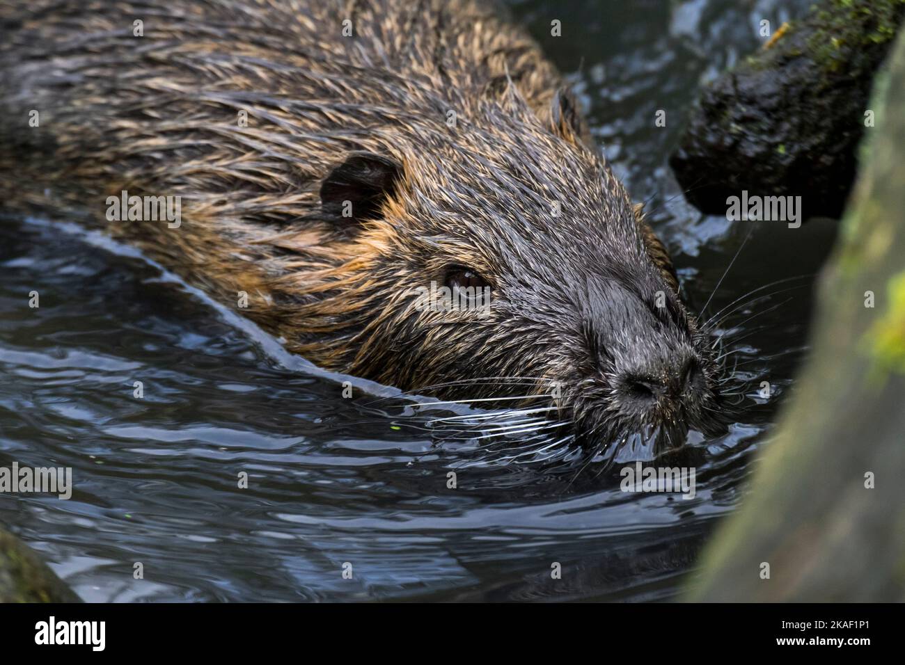 Coypu / nutria (Myocastor coypus) nageant dans un étang, rongeur ...