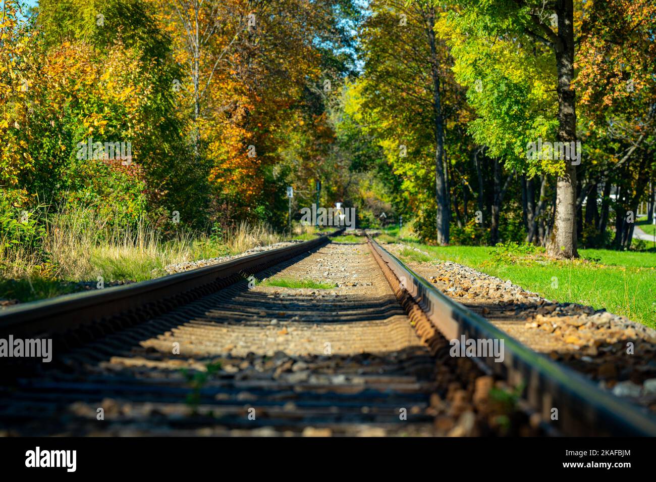 Rails de train dans un bois Banque de photographies et d’images à haute ...
