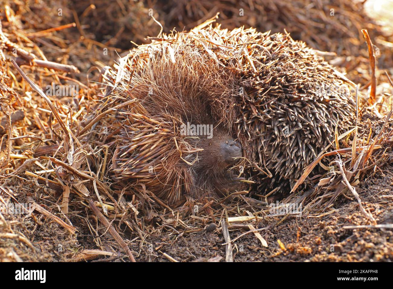 Hérisson en hibernation Banque de photographies et d’images à haute ...