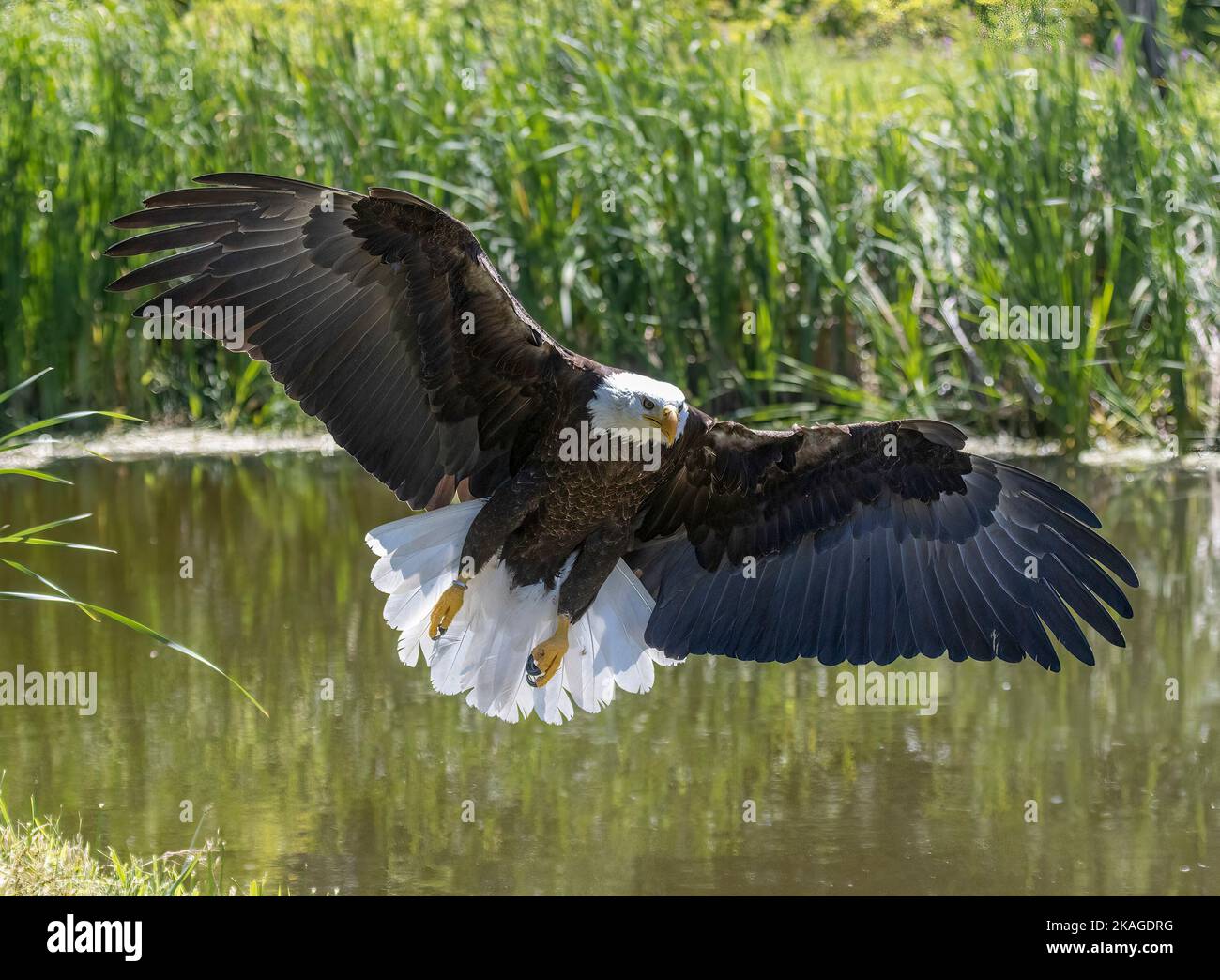Les ailes d'aigle à tête blanche nord-américaines se sont répandues sur ...