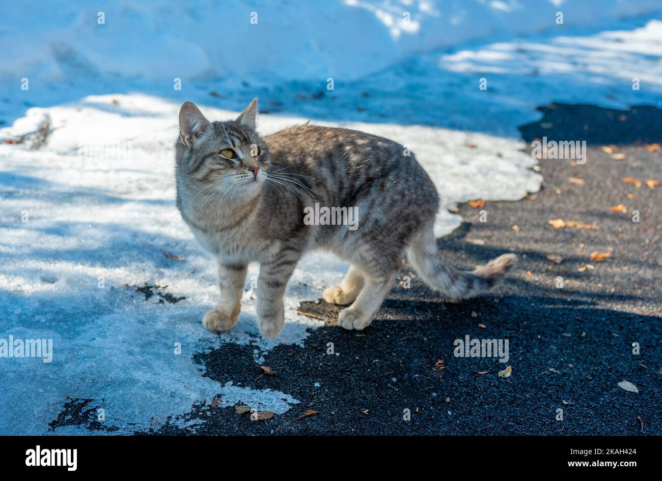 Les chats errants sans-abri implorer pour de la nourriture en hiver. Le ...